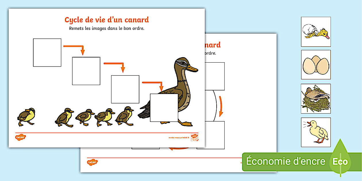 Activité sur le cycle de vie du canard (teacher made)