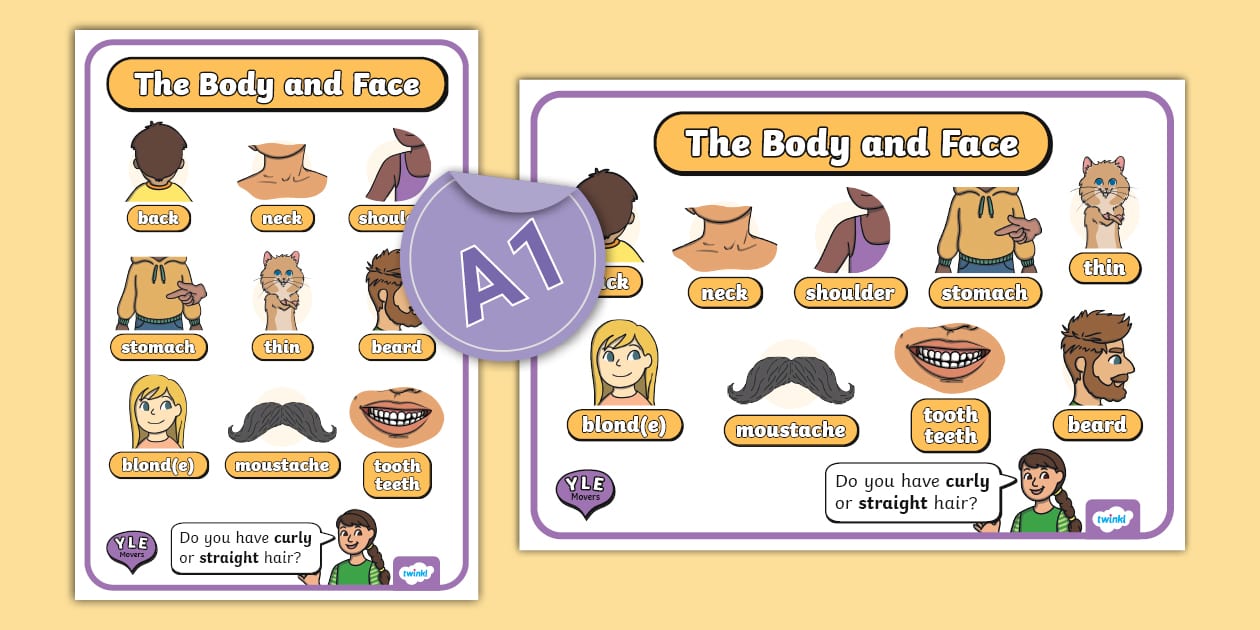 YLE Movers - Vocabulary Poster (The Body and Face) - Twinkl