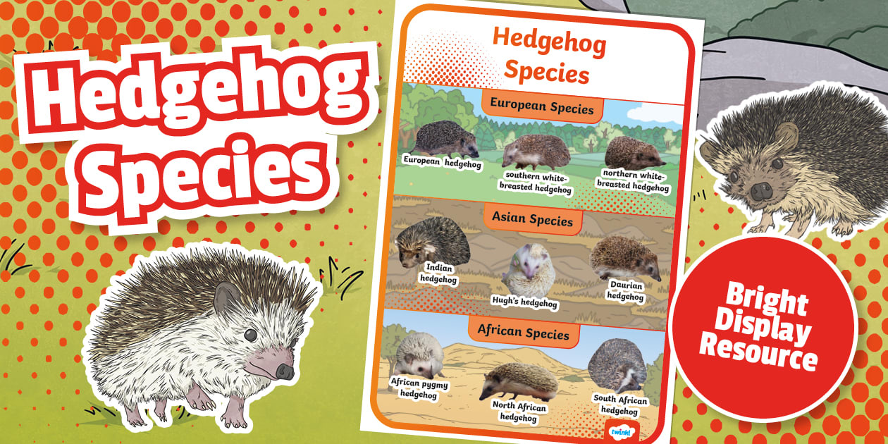Hedgehog Species Large Poster - Twinkl - KS1