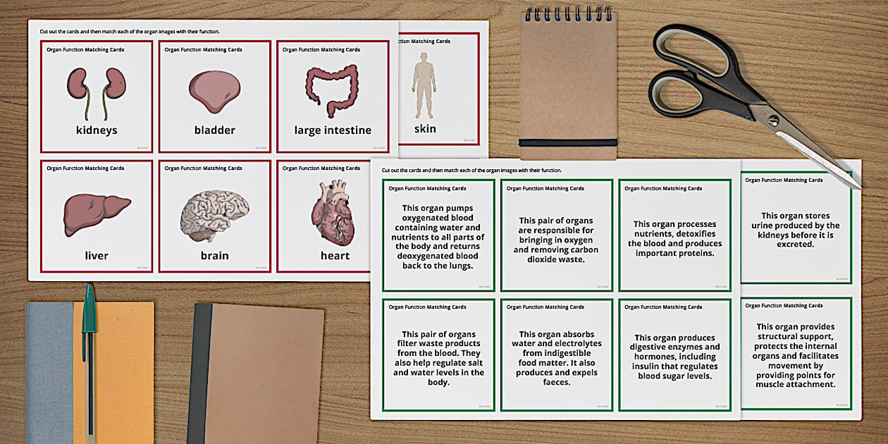 Organ Function Matching Cards (Teacher-Made) - Twinkl