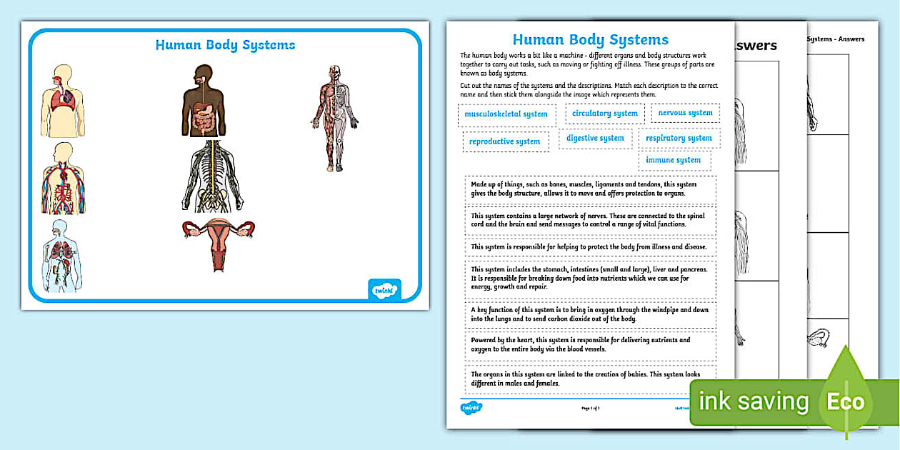 Human Body Systems Labelling Activity - Twinkl
