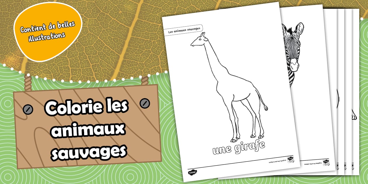 Coloriages : Les animaux sauvages - Twinkl