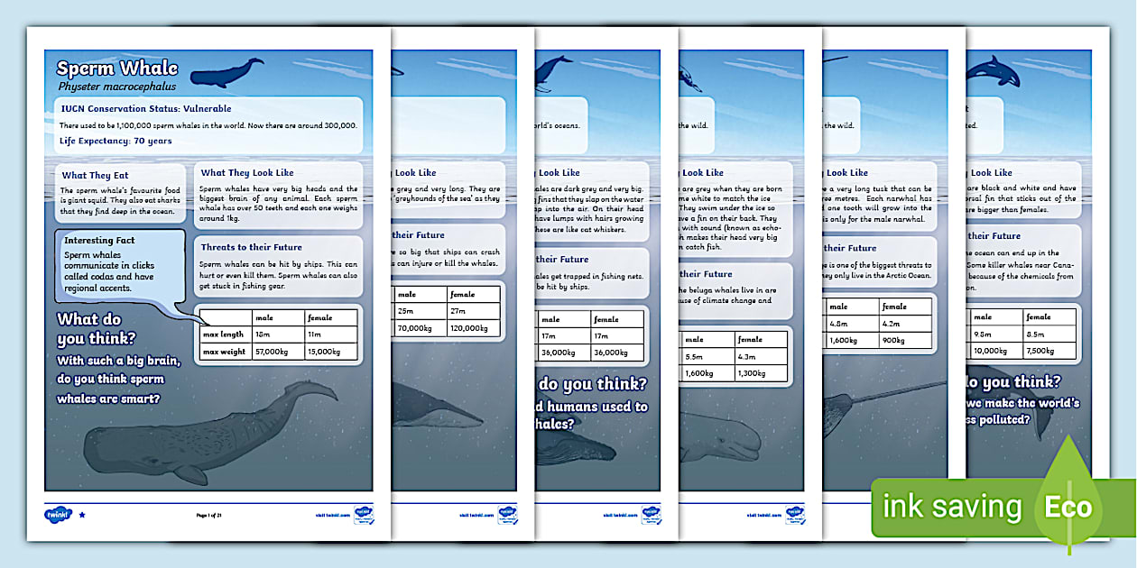 Wondrous Whales Differentiated Fact Files (teacher made)
