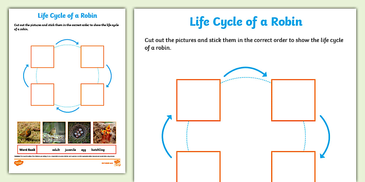 Life Cycle of a Robin Worksheet - Twinkl - KS1 - Twinkl