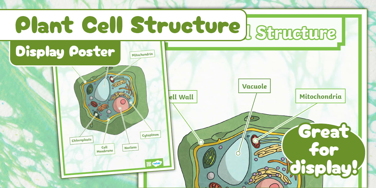 Intermediate Phase Natural Science - Plant Cell Structure - Display Poster