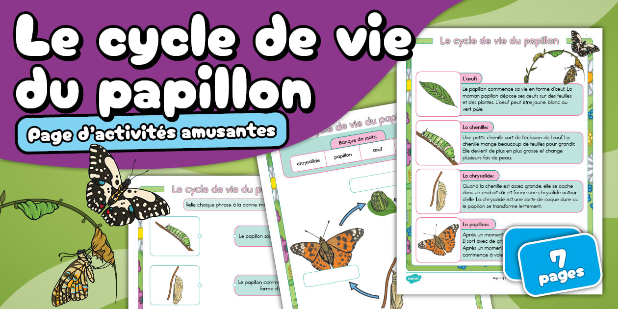 Butterfly Life Cycle French