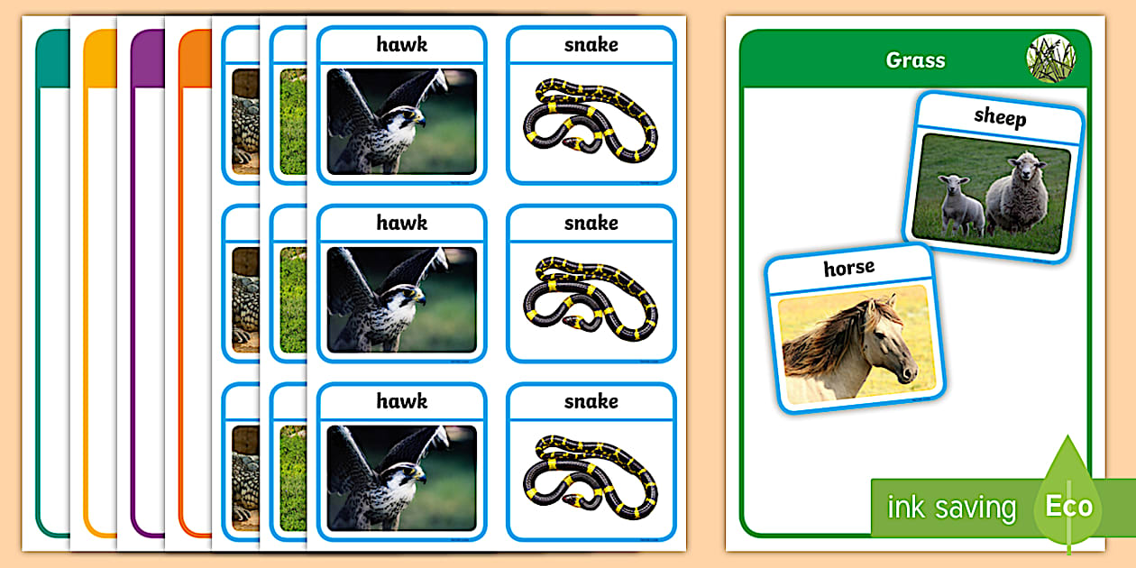 Animals and Their Food Matching Activity (Teacher-Made)