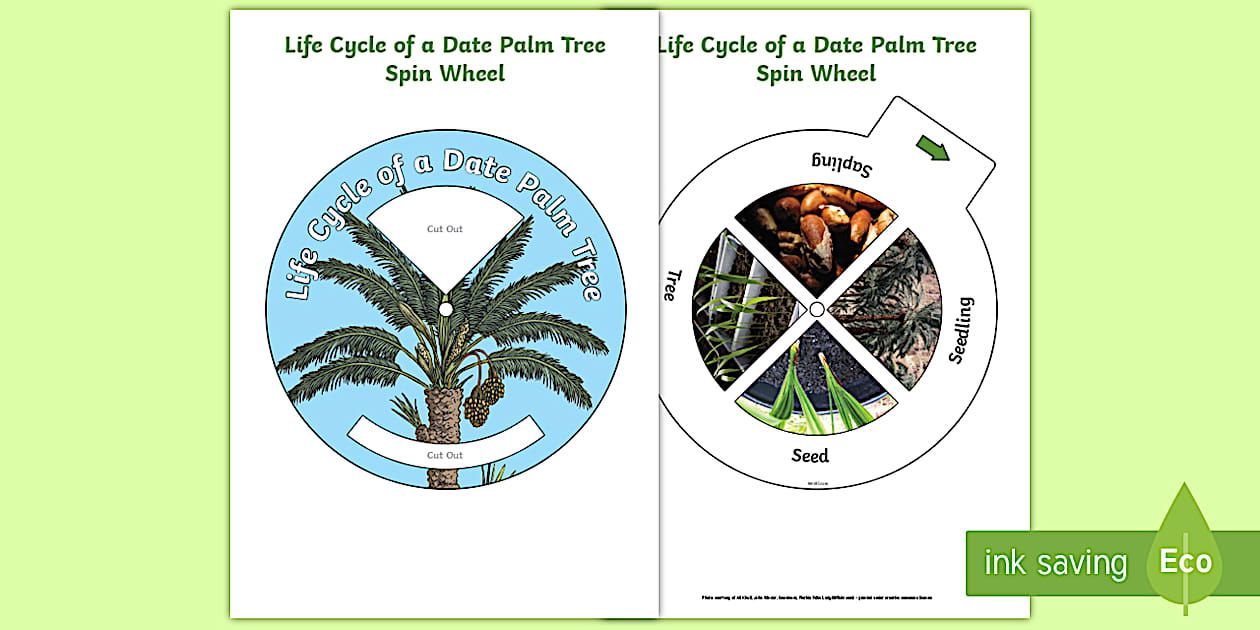Black and White Life Cycle of a Date Palm Tree Spin Wheel Activity