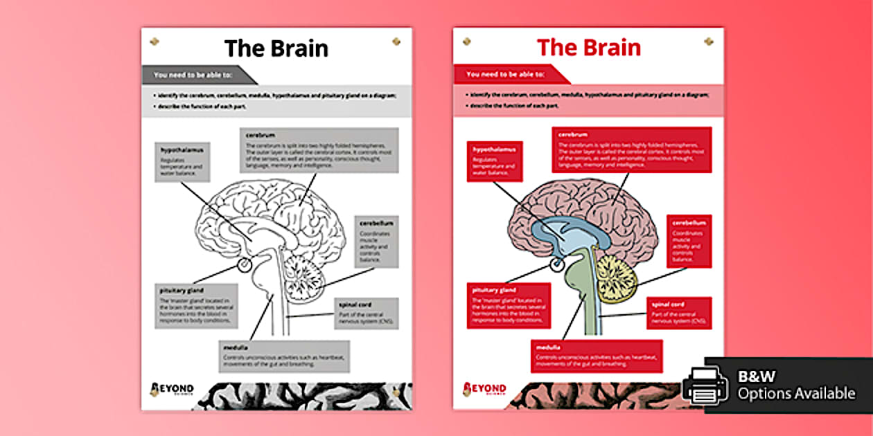 Parts of the Brain Poster | OCR Gateway Biology | Beyond