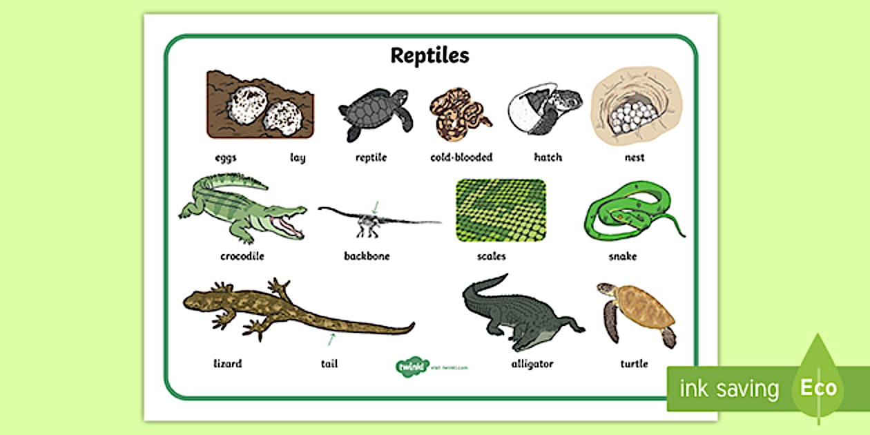 Reptile Word Mat (teacher made) - Twinkl