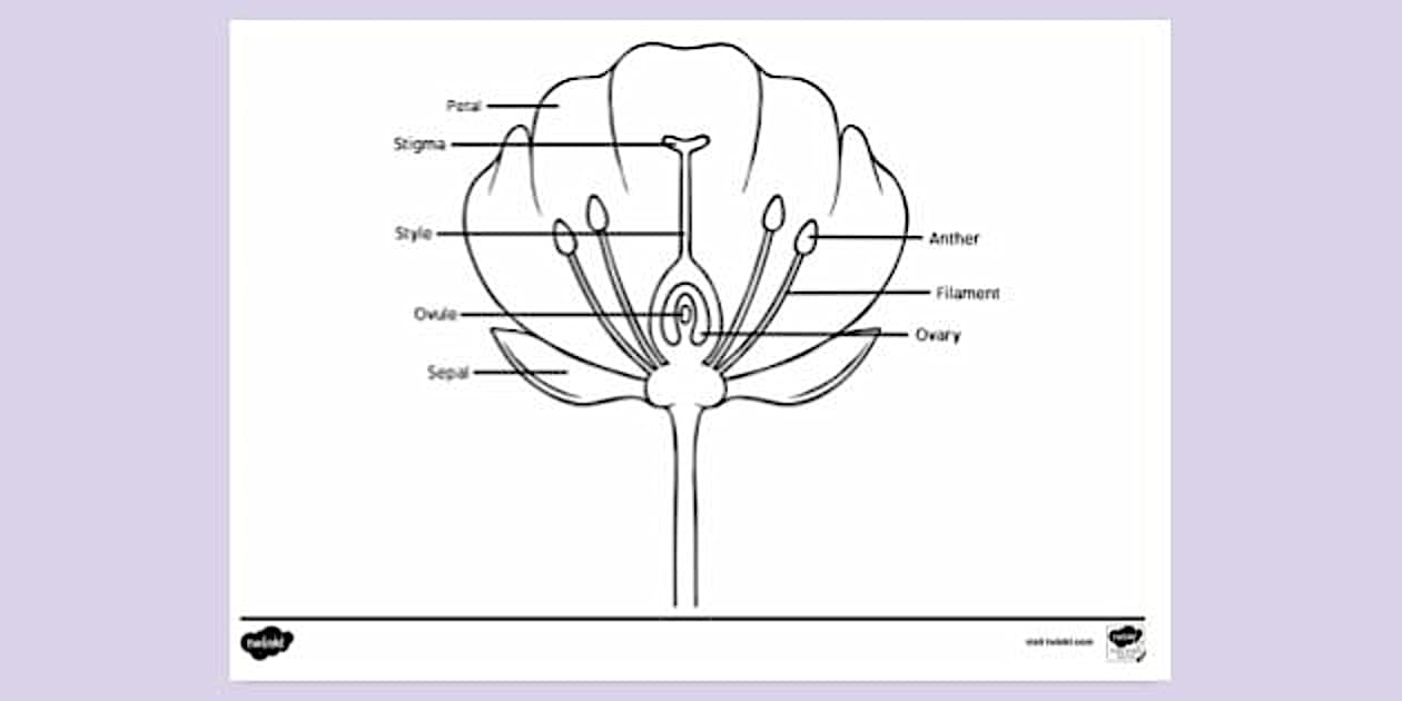 Flower Structure Labelled Colouring | Colouring Sheet