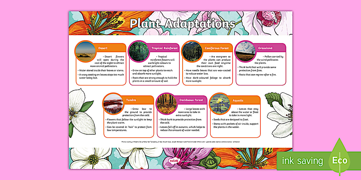 Editable Plant Adaptations Display Poster (teacher made)