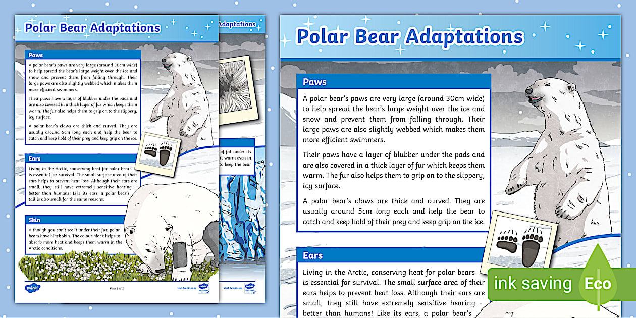Polar bear has Black Skin | Adaptations of a Polar Bear