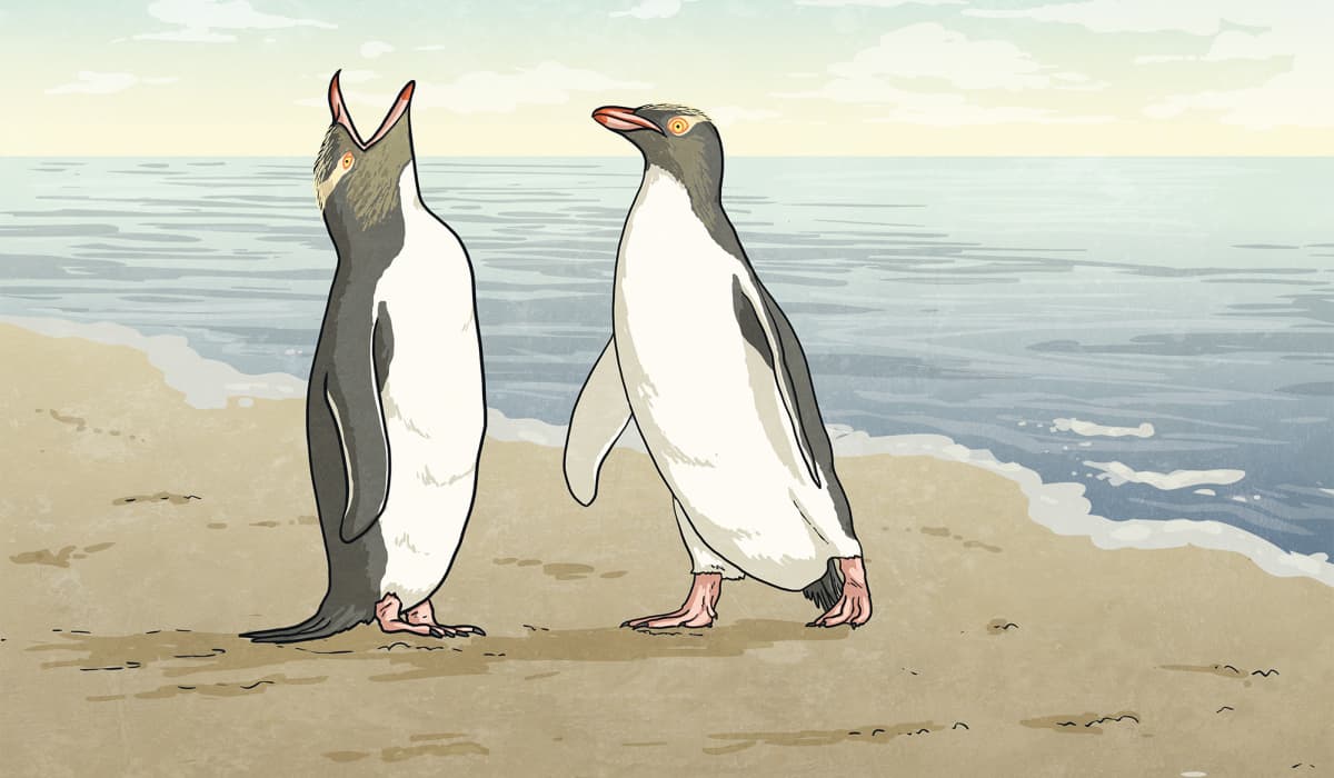 Bird of the Year - Twinkl NewsRoom - Twinkl