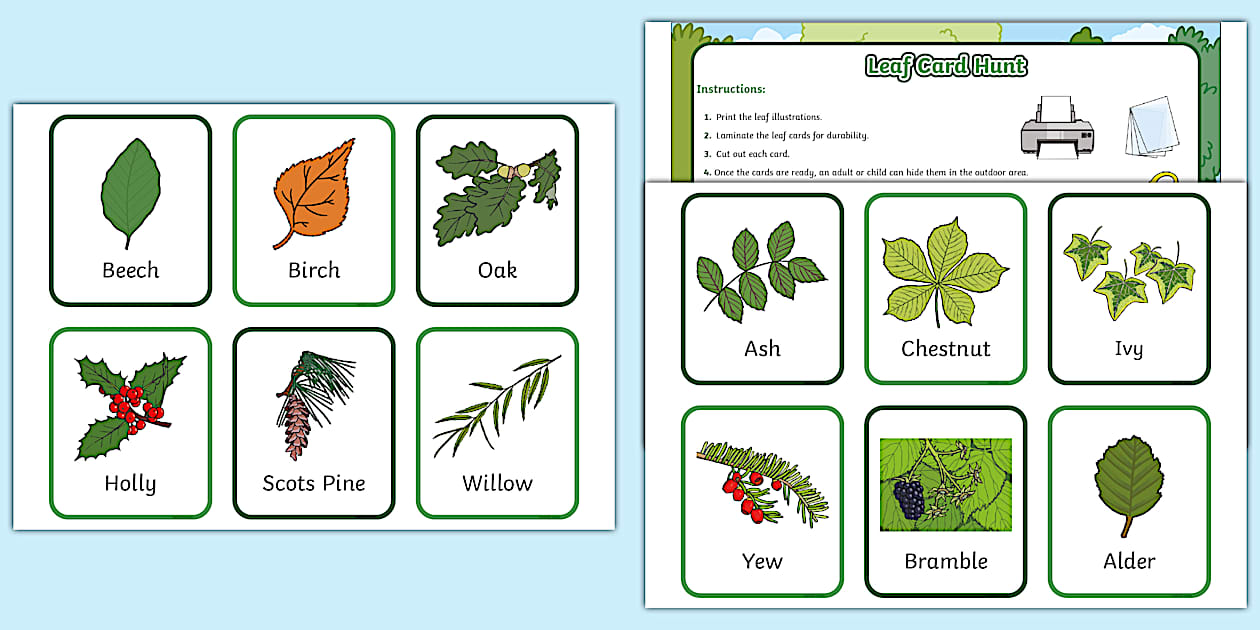 Leaf Card Hunt