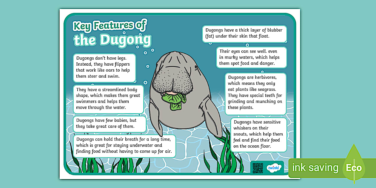 Key Features of the Dugong (teacher made) - Twinkl