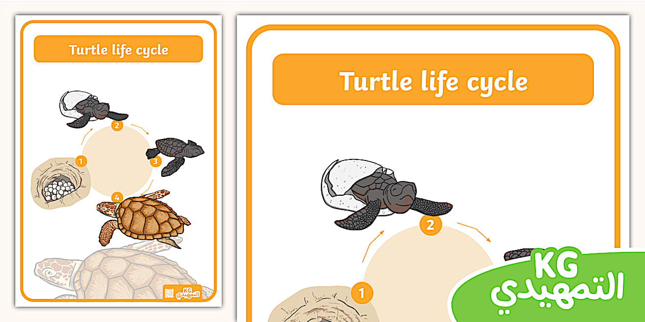Turtle Life Cycle Poster (professor feito) - Twinkl