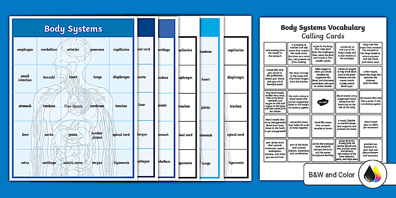 Seventh Grade Body Systems Vocabulary Bingo (teacher made)