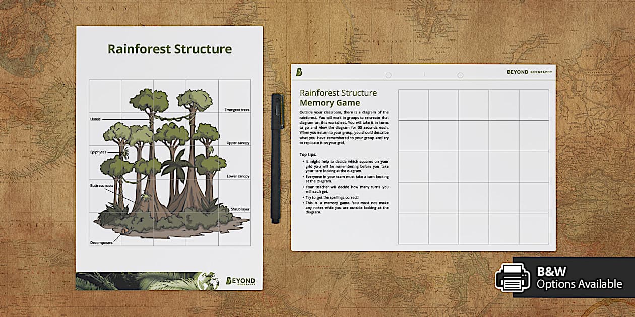 Rainforest Structure Memory Game Activity Pack - Twinkl