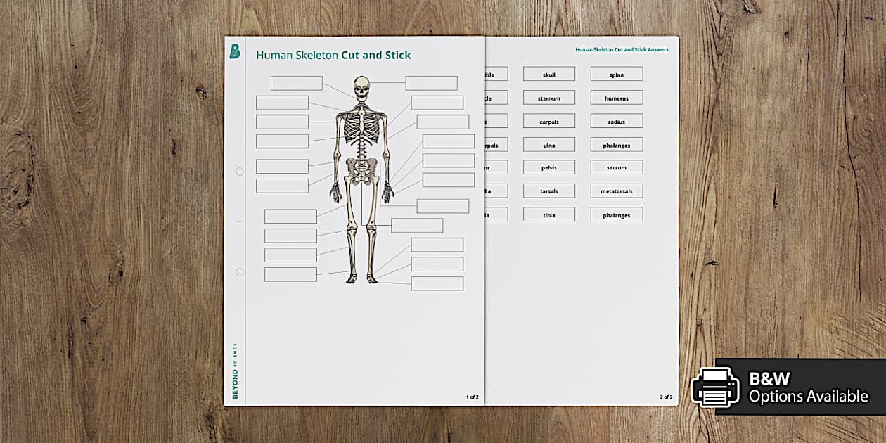 Human Skeleton Cut and Stick - Beyond Secondary Science
