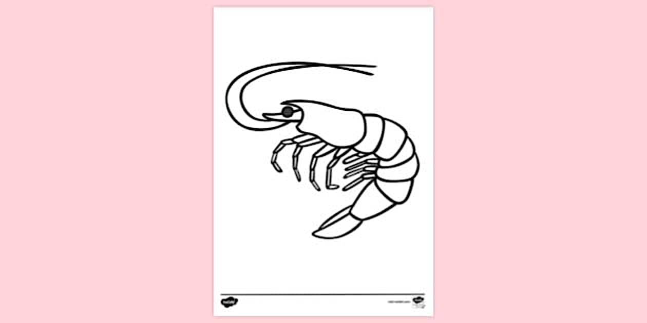 Shrimp Colouring Sheets | Colouring Pages (teacher made)