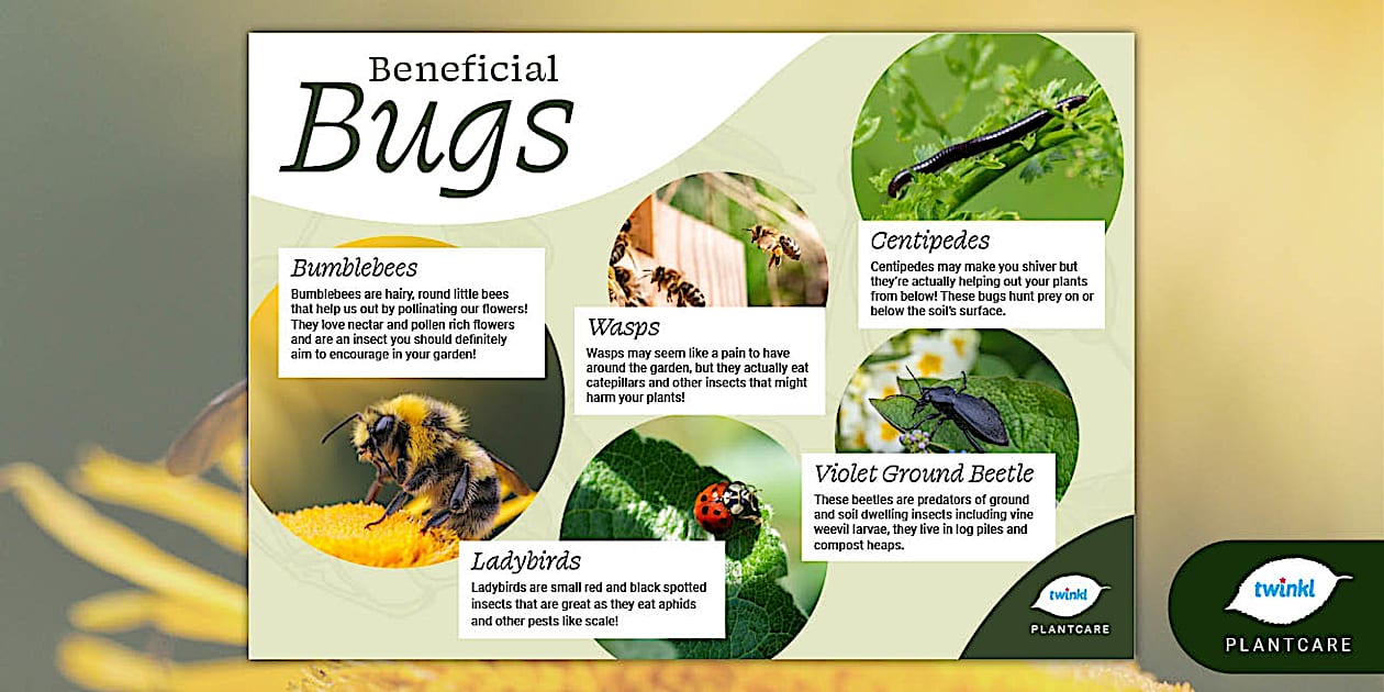 Beneficial Bugs | Creepy crawlies that help our plants