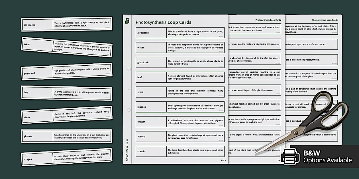 Black and White Photosynthesis Loop Cards (teacher made)