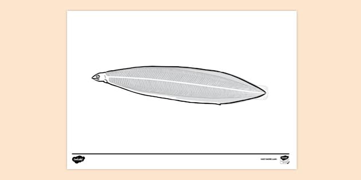 Eel Larva Colouring | Colouring Sheets (teacher made)