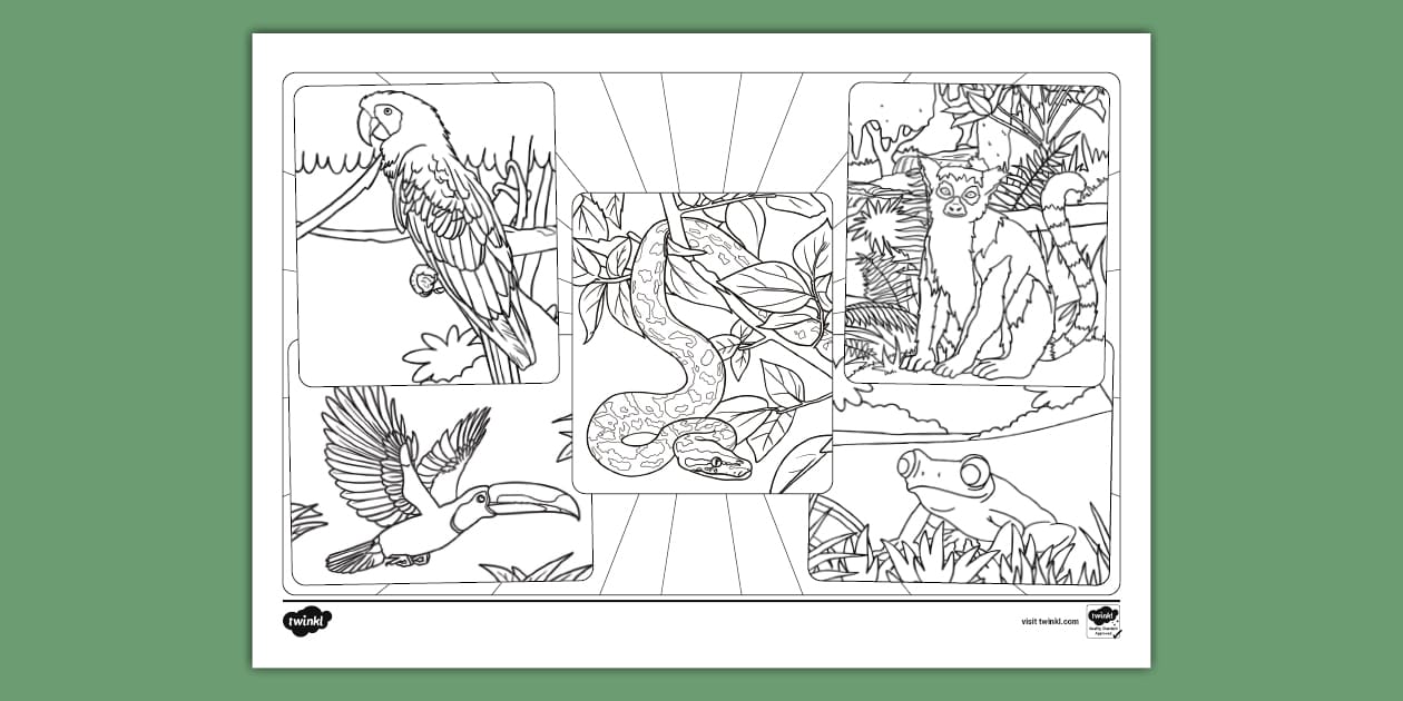 Rainforest Animal Montage Colouring Page (teacher made)
