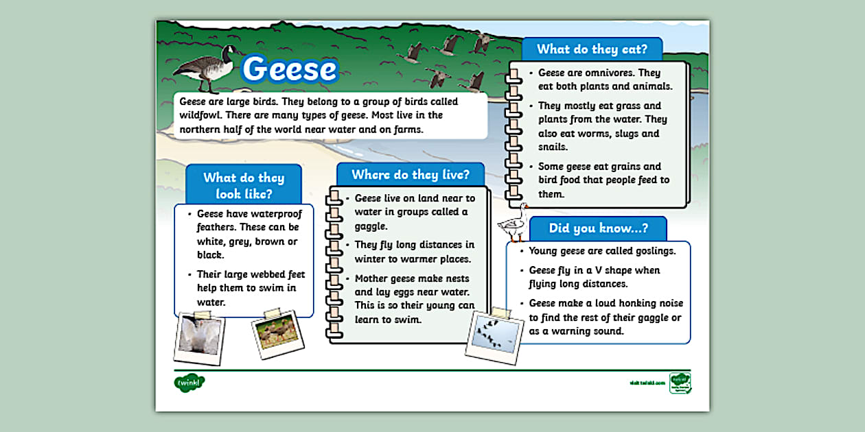 KS1 Goose Fact File (teacher made) - Twinkl