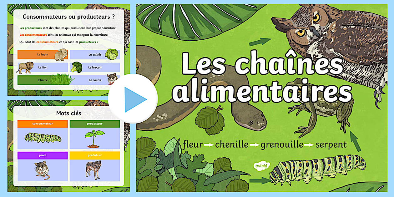 PowerPoint : La chaîne alimentaire (teacher made) - Twinkl