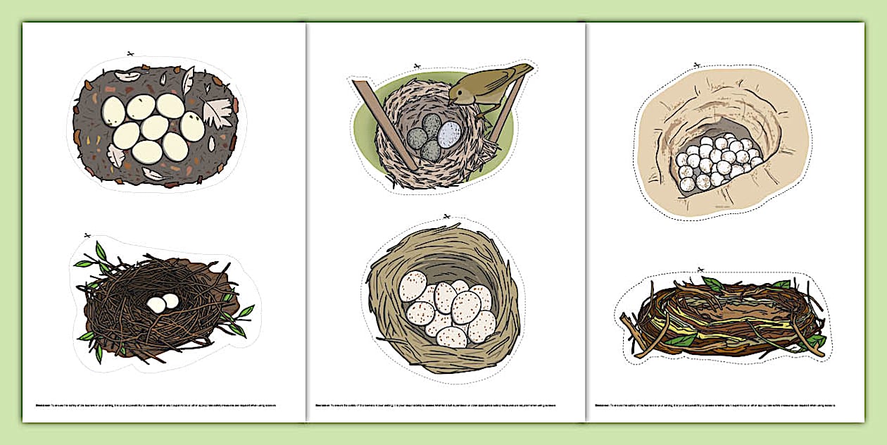 Nest and Eggs Cut-Outs (Teacher-Made) - Twinkl