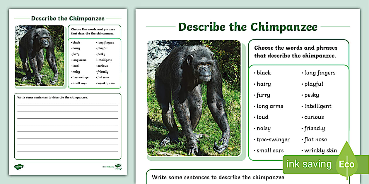 Describe the Chimpanzee Writing Activity (teacher made)