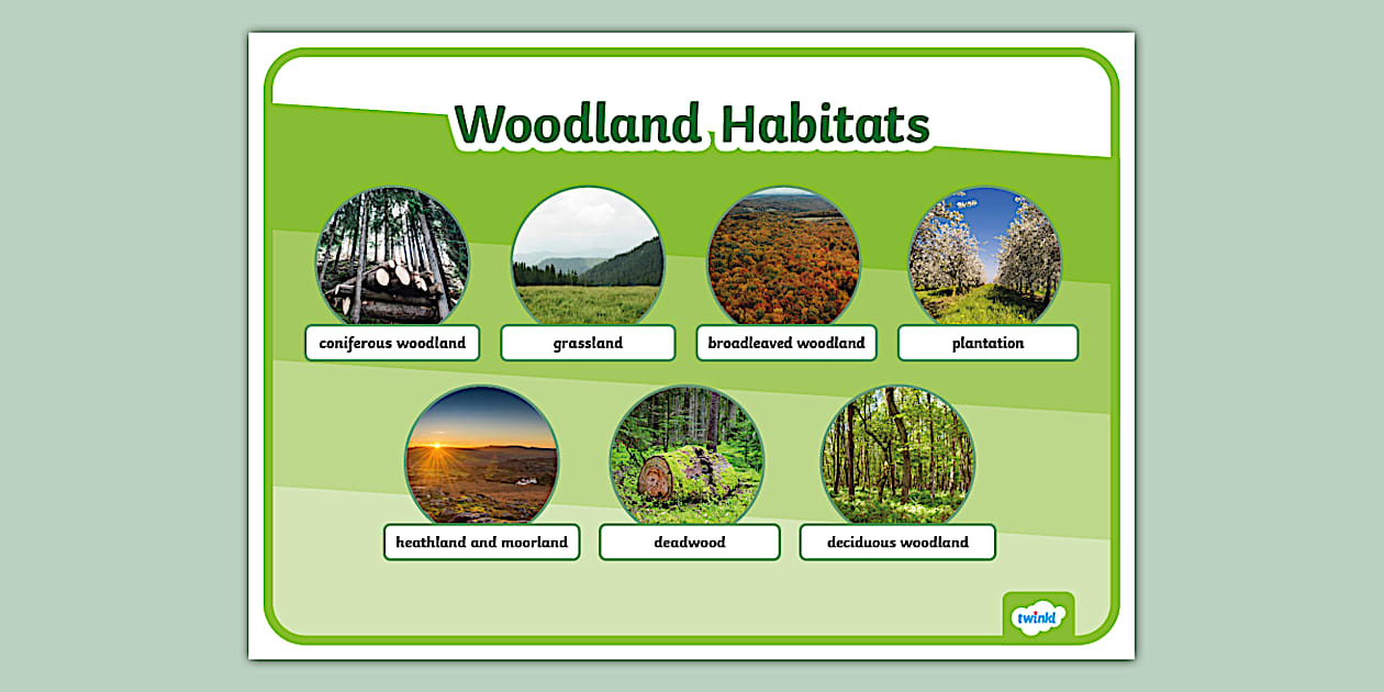 Woodland Habitats Photo Display Poster - Twinkl