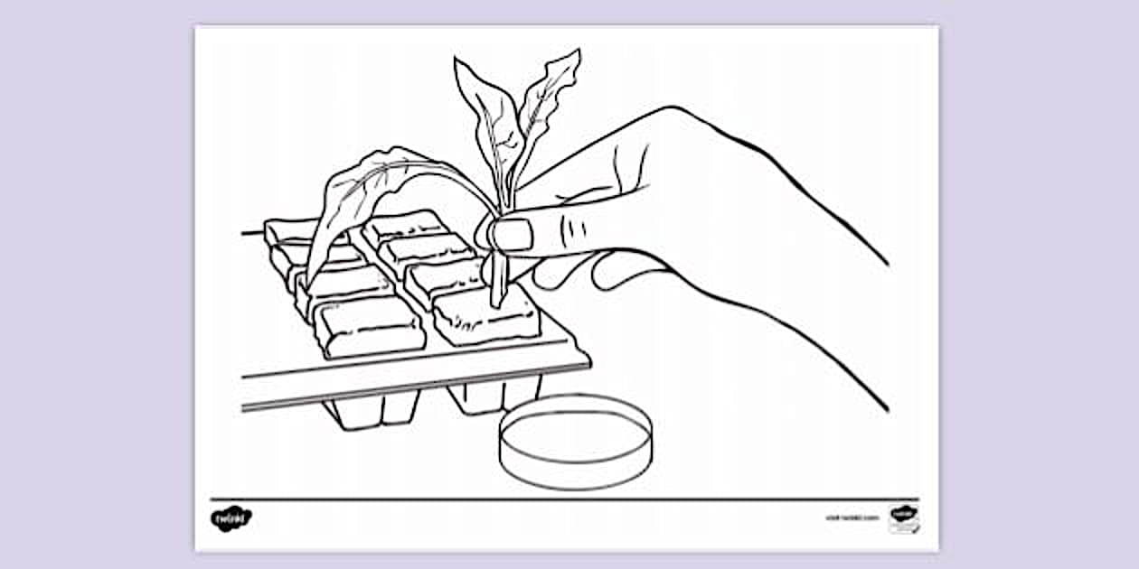 Take a Cutting Step 4 Colouring Sheet | Colouring Sheets