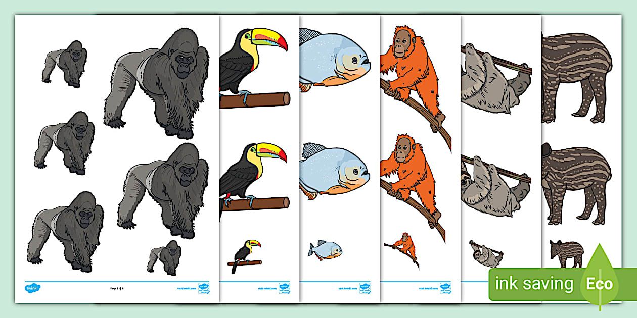 Jungle Animal Size Ordering (teacher made) - Twinkl