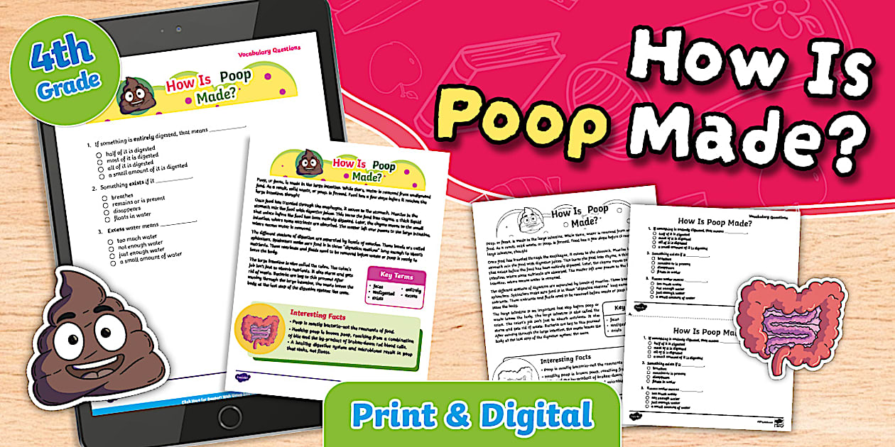 Fourth Grade How Is Poop Made? Fact File and Vocabulary Questions