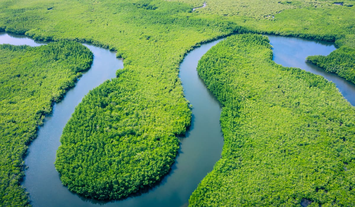 World Rainforest Day: Brazil’s Plan to End Deforestation - Twinkl NewsRoom