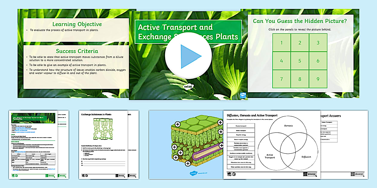 Active Transport in Plants Cover Lesson Pack (teacher made)