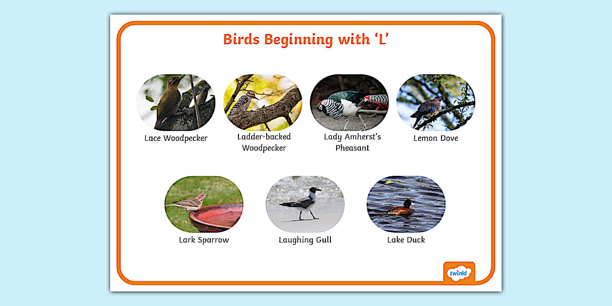 Birds Beginning with the Letter 'L' Word Mat (teacher made)