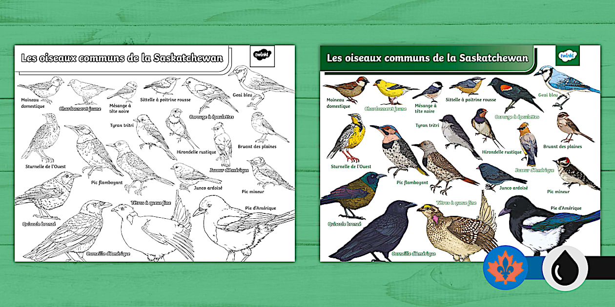 Common Birds of Saskatchewan French (Teacher-Made) - Twinkl