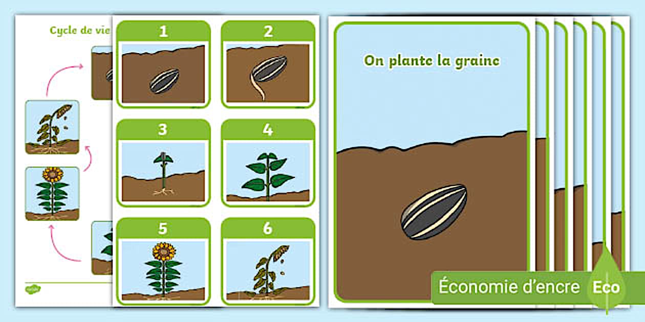 Pack de ressources : Cycle de vie d'un tournesol - Twinkl