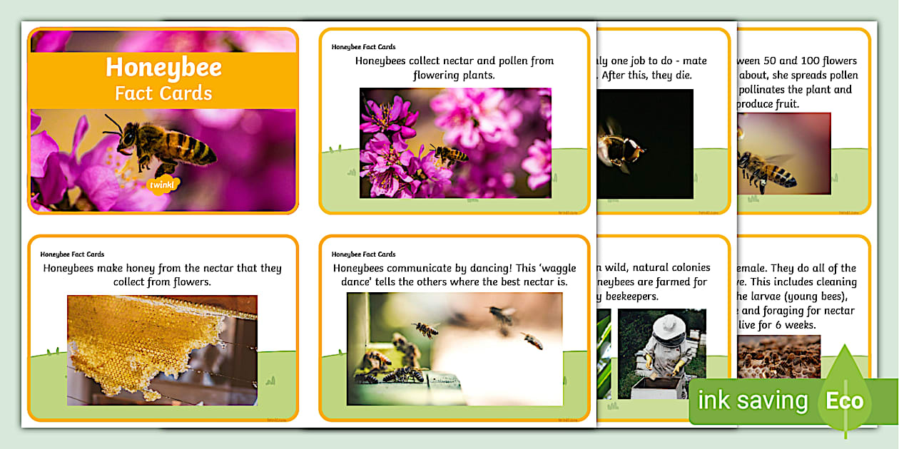 Editable Honeybee Fact Cards (professor feito) - Twinkl
