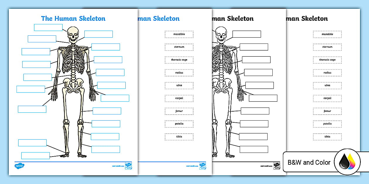 Human Skeleton With Scientific Names Cut and Paste Labeling Worksheet for