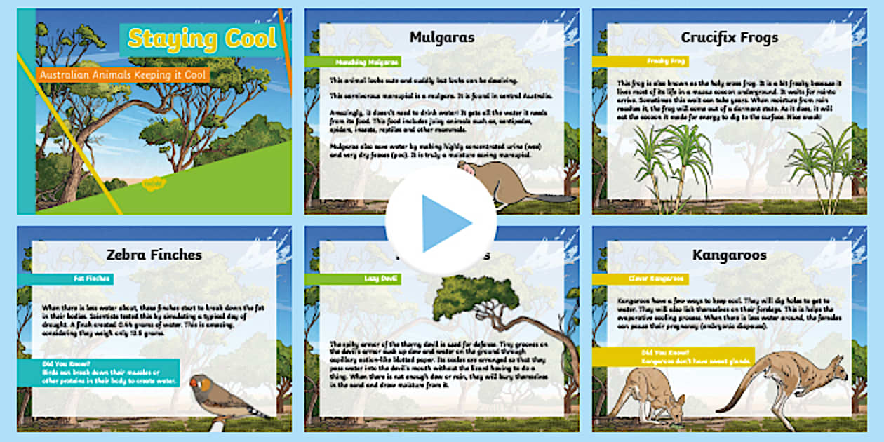 Australian Animals Keeping Cool PowerPoint (teacher made)