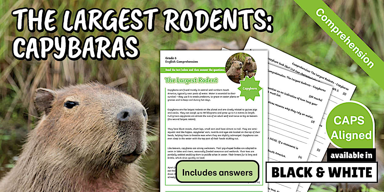 Grade 6 English Comprehension Largest Rodent Capybara