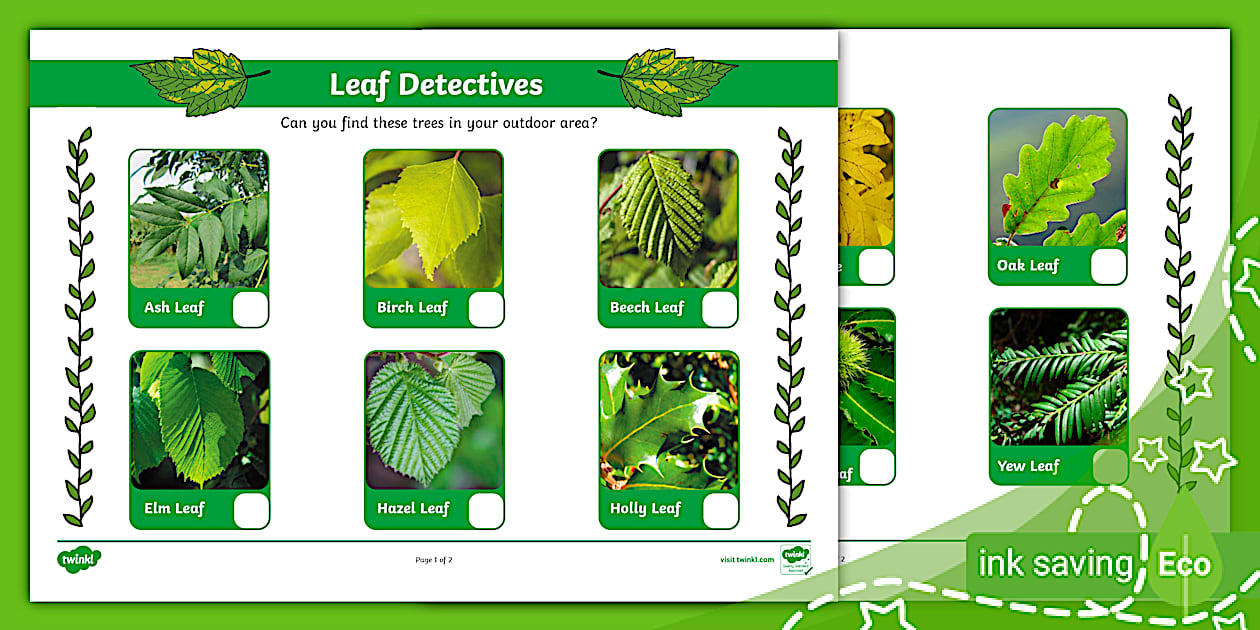 Leaf Detectives (teacher made) - Twinkl