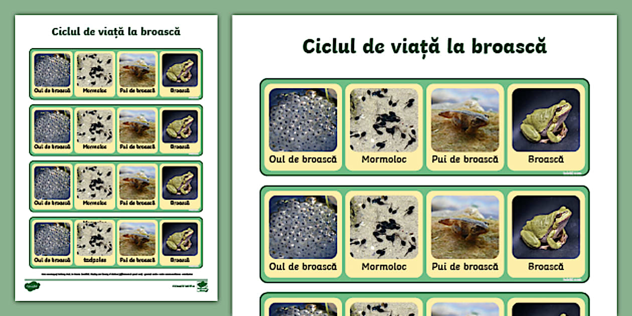 Ciclul de viață la broască – Jetoane cu fotografii | Twinkl