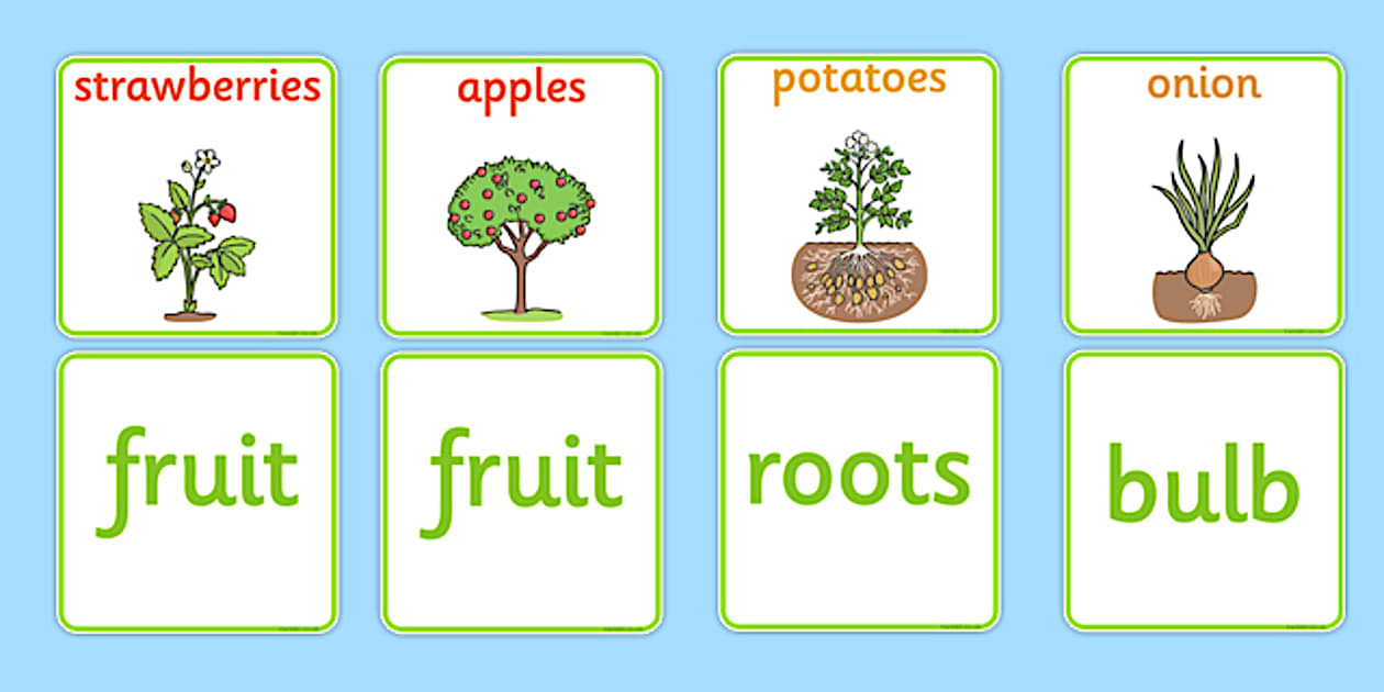 Fruit and Vegetable Plant Matching Cards (teacher made)