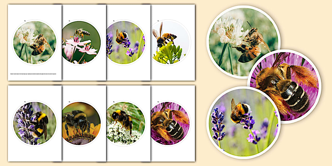 Bumble Bee Circle Photo Display Cut-Outs (Teacher-Made)